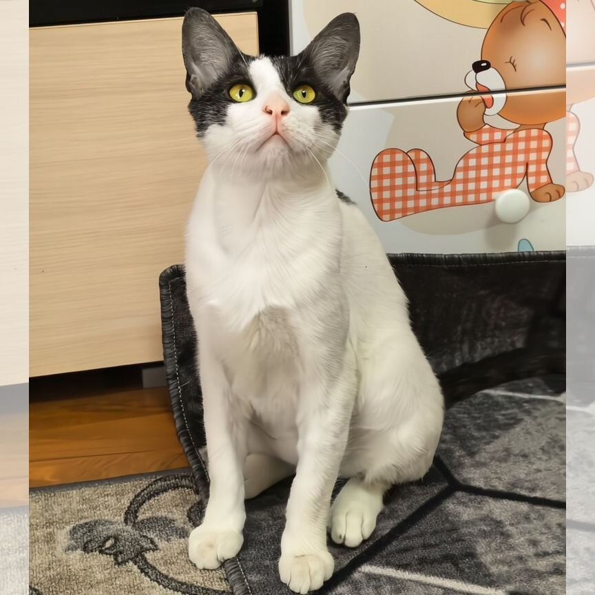 Взрослый кот в добрые руки