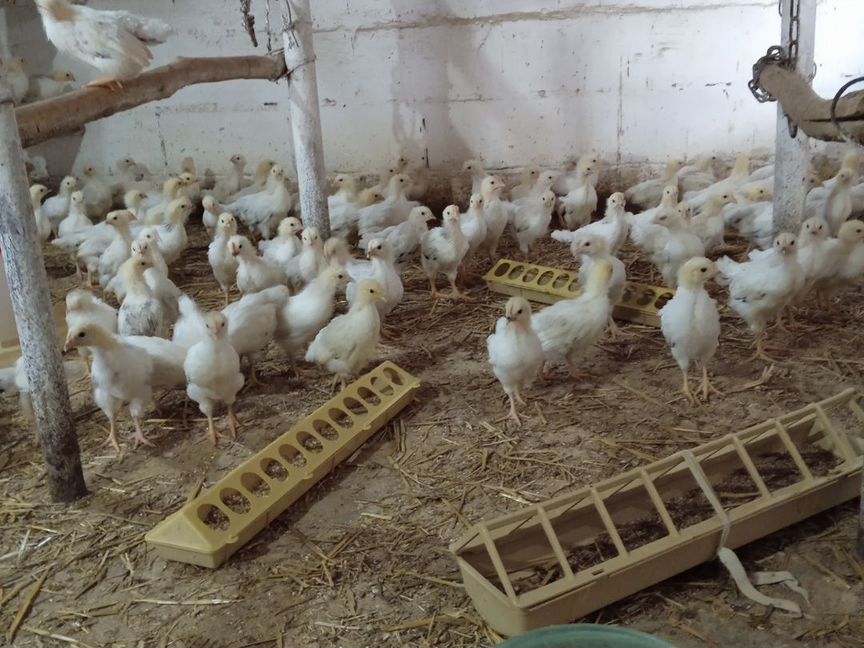 Цыплята подрощенные