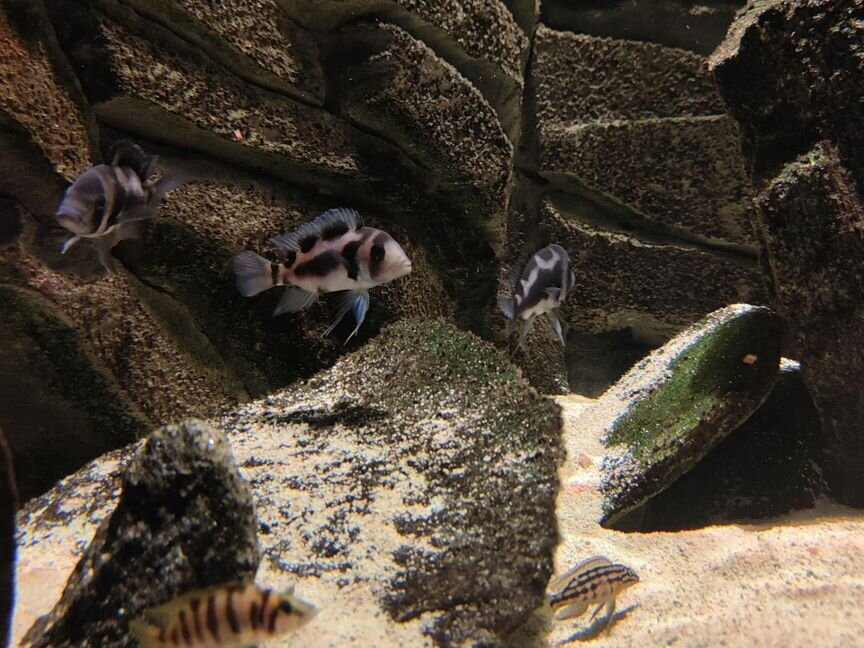 Фронтоза Черная Вдова Cyphotilapia Frontosa