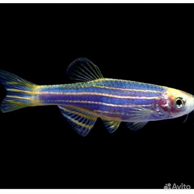 Данио синий голубой, аквариумные рыбки в магазине