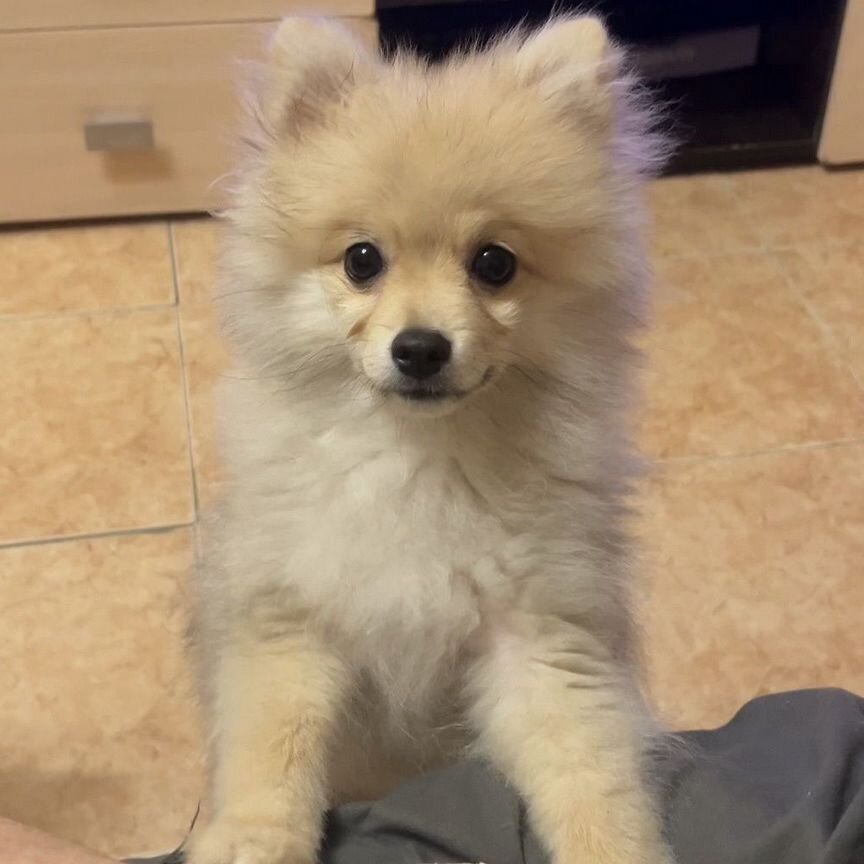 Померанский шпиц, щенок