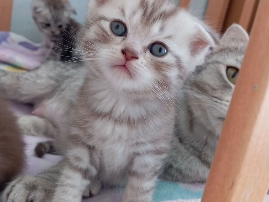 Шотландская вислоухая кошка