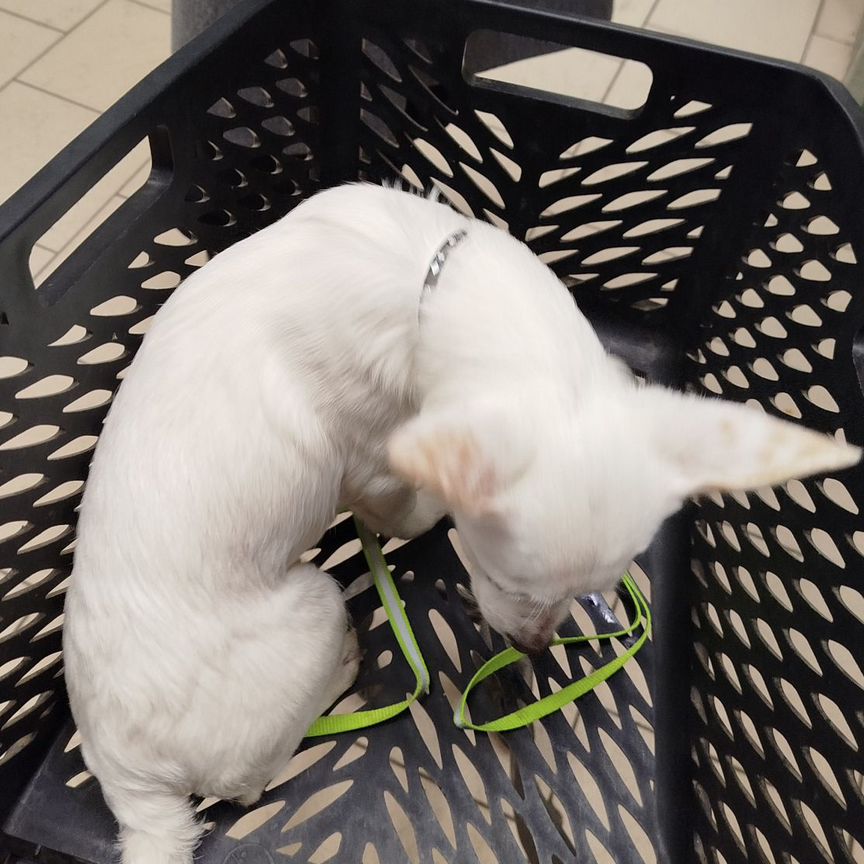 Чихуахуа, щенок