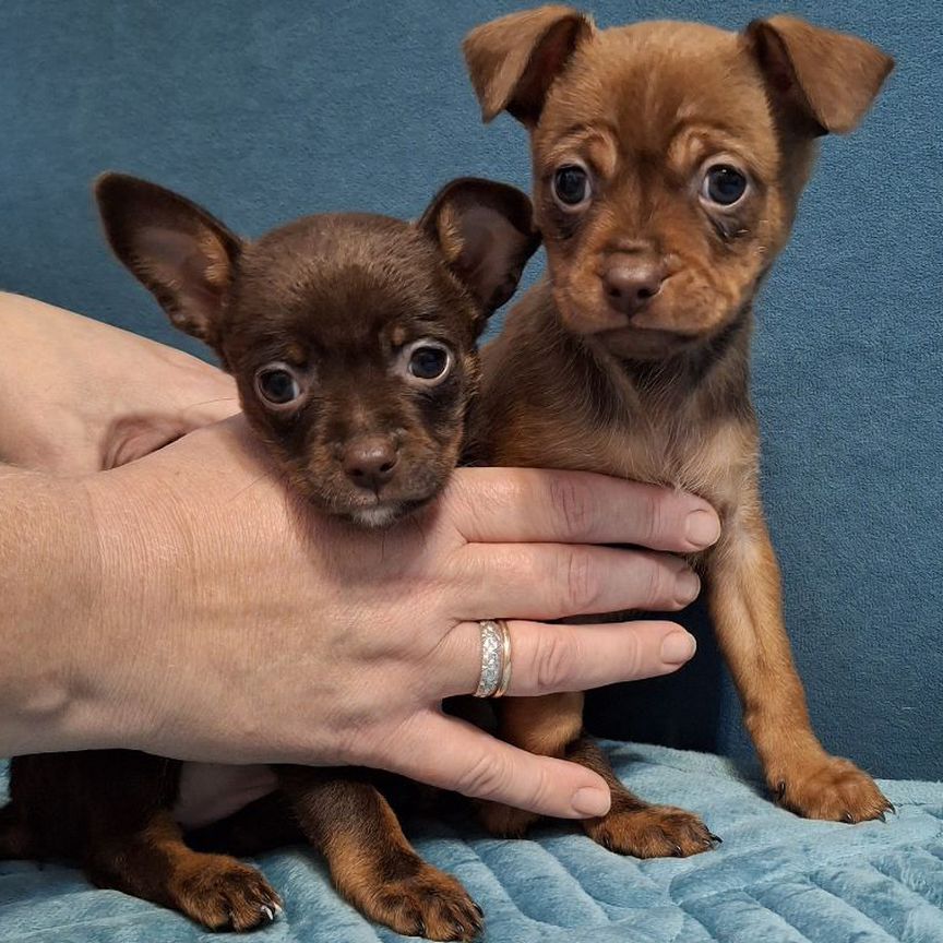 Русский той-терьер, щенок