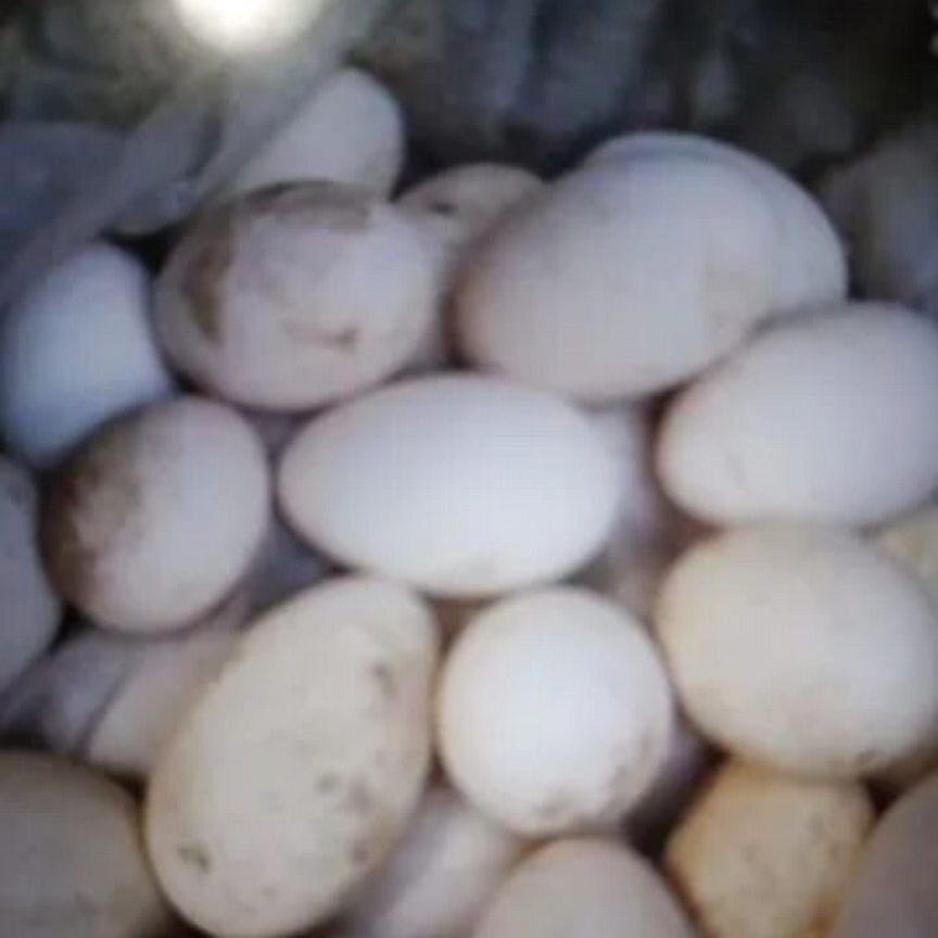 Продам инкубационные яйца