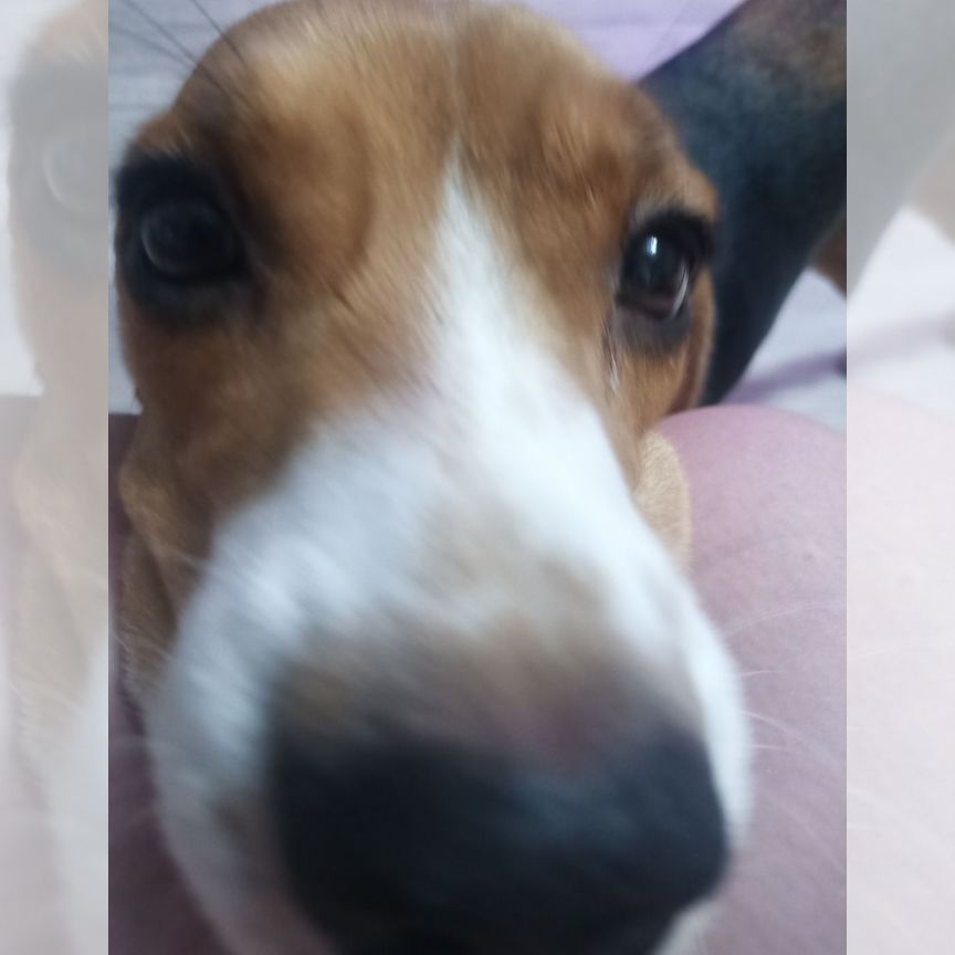 Бигль, взрослая собака