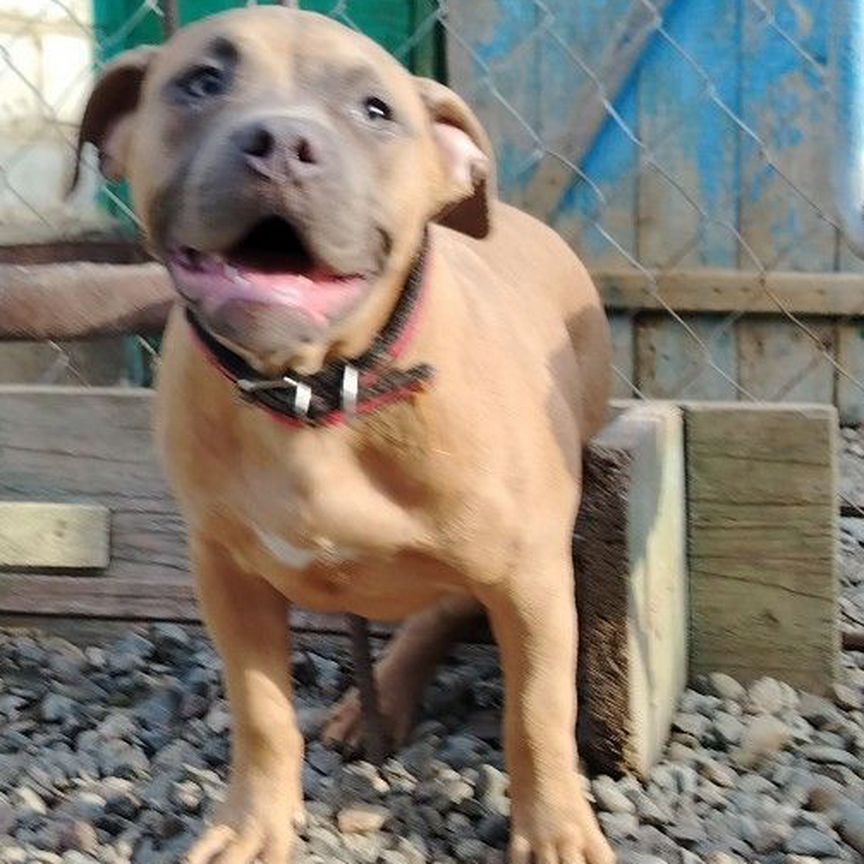 Американский булли, щенок