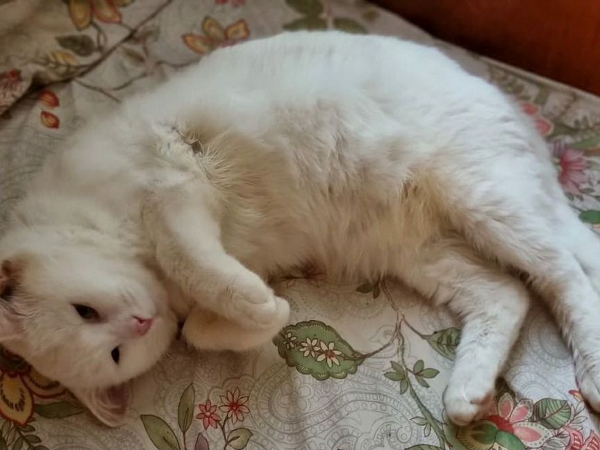 Молодой котик Шурик