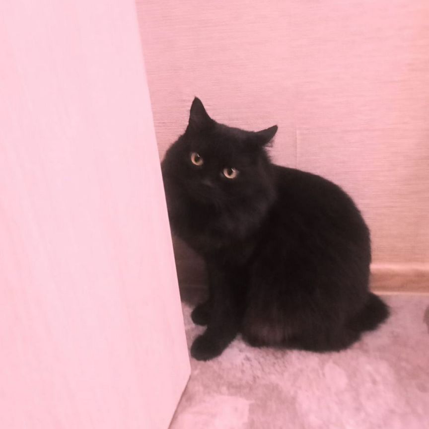 Кот красавец Чипа