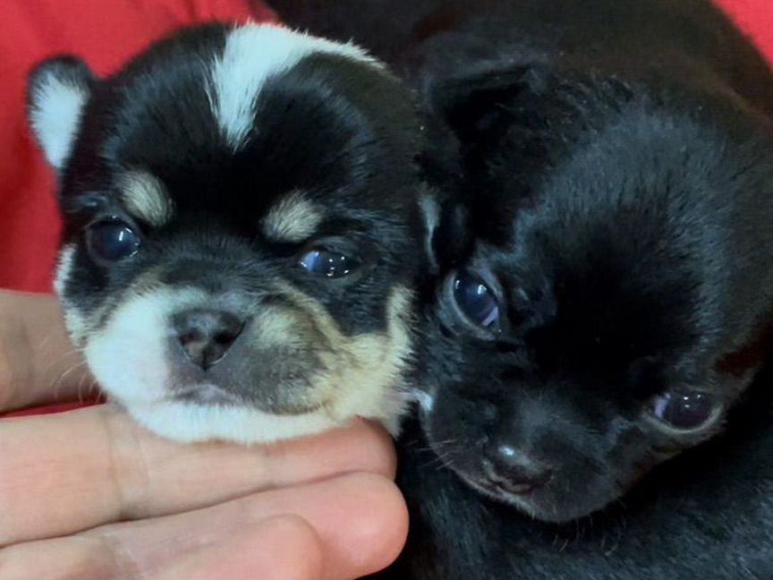 Девчонки чишки