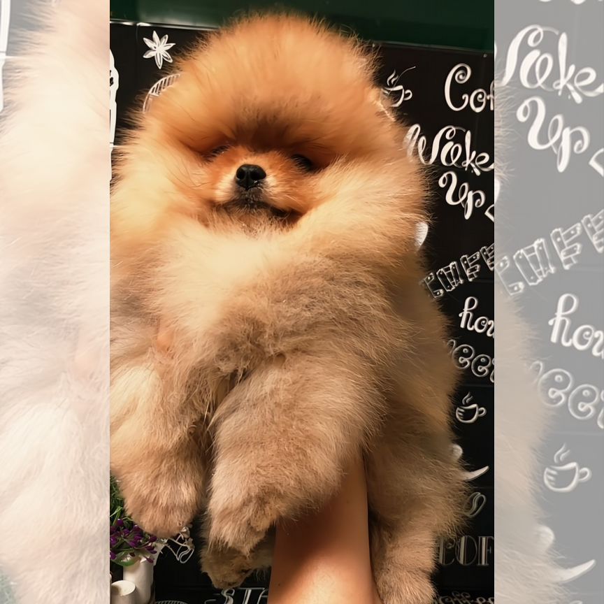 Померанский шпиц, щенок