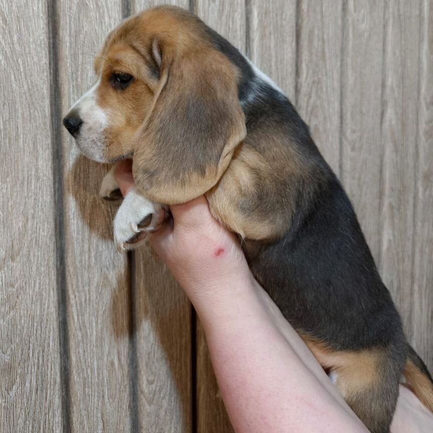 Бигль, щенок