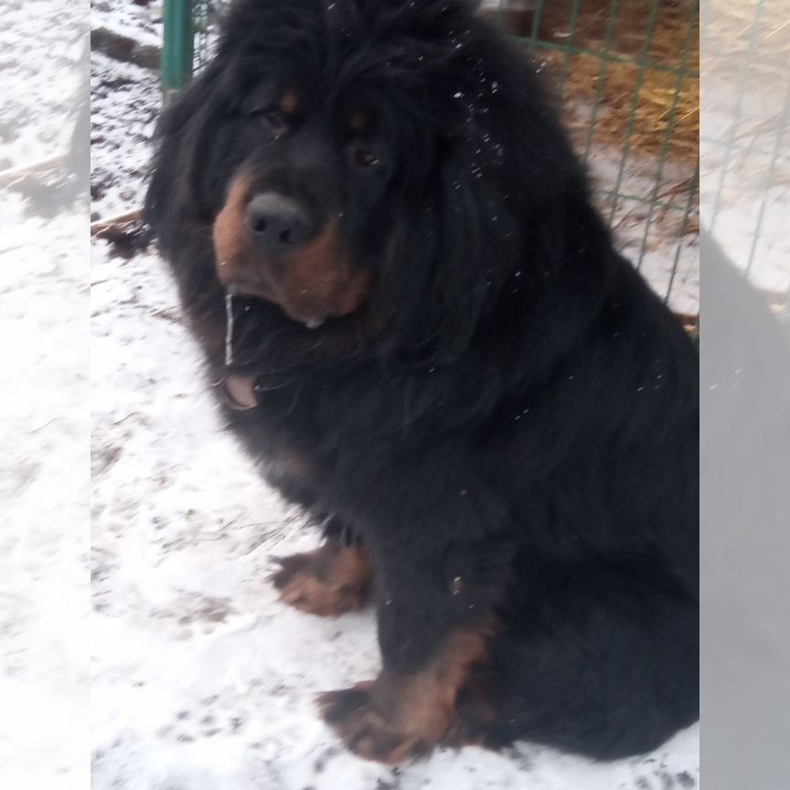 Тибетский мастиф, щенок