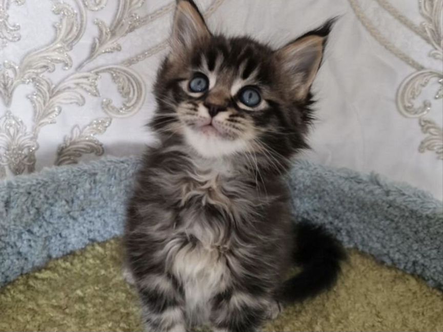 Великолепные маленькие рысята