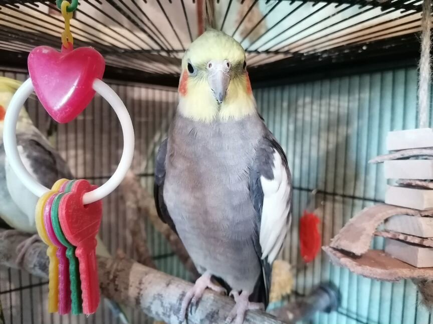 Попугай корелла мальчик