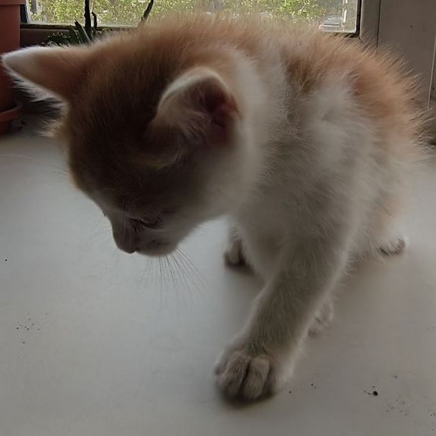 Шотландский вислоухий короткошёрстный котёнок