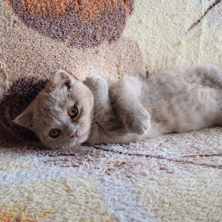 Шотландские котята ждут своих хозяев