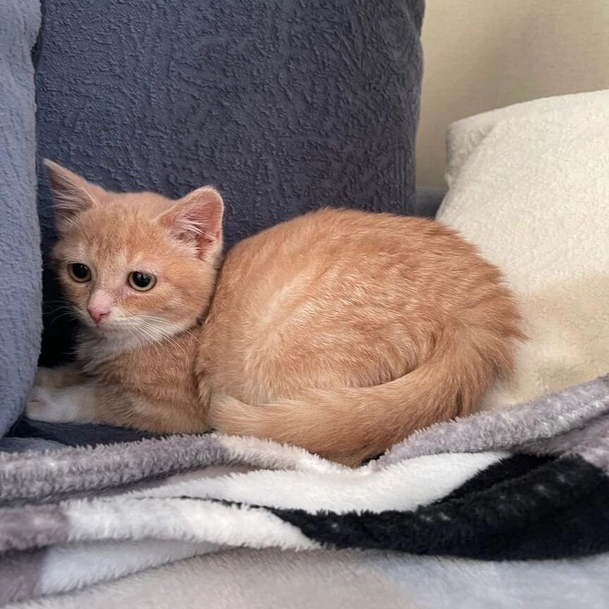 Котенок в добрые руки