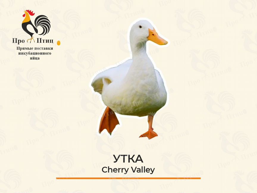 Инкубационное яйцо утки Черри Велли (Cherry Valley