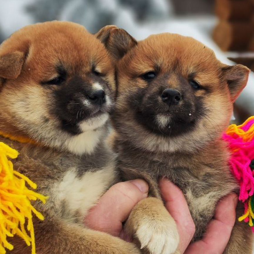 Сиба-ину, щенок