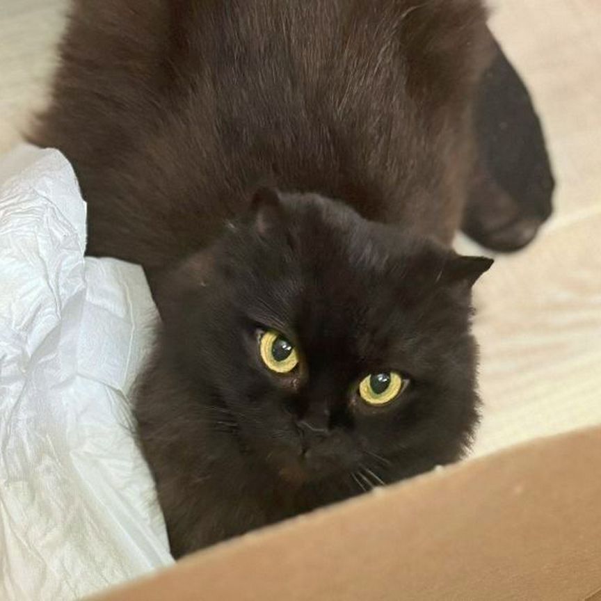 Вислоухие котята в добрые руки на всех бронь