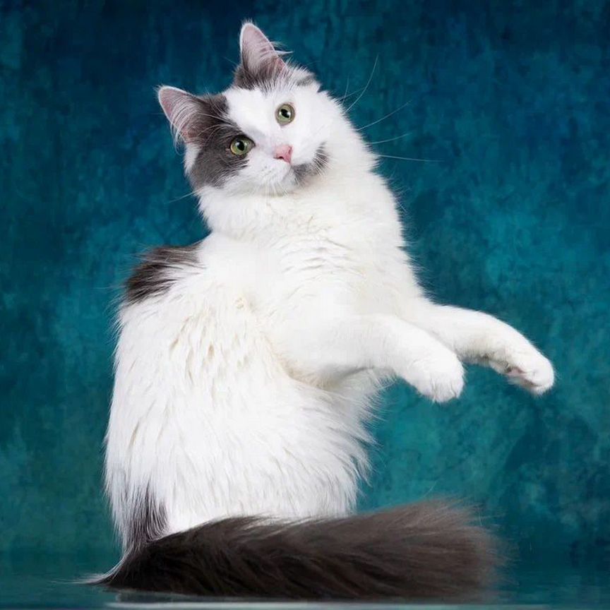 Красотка Лора