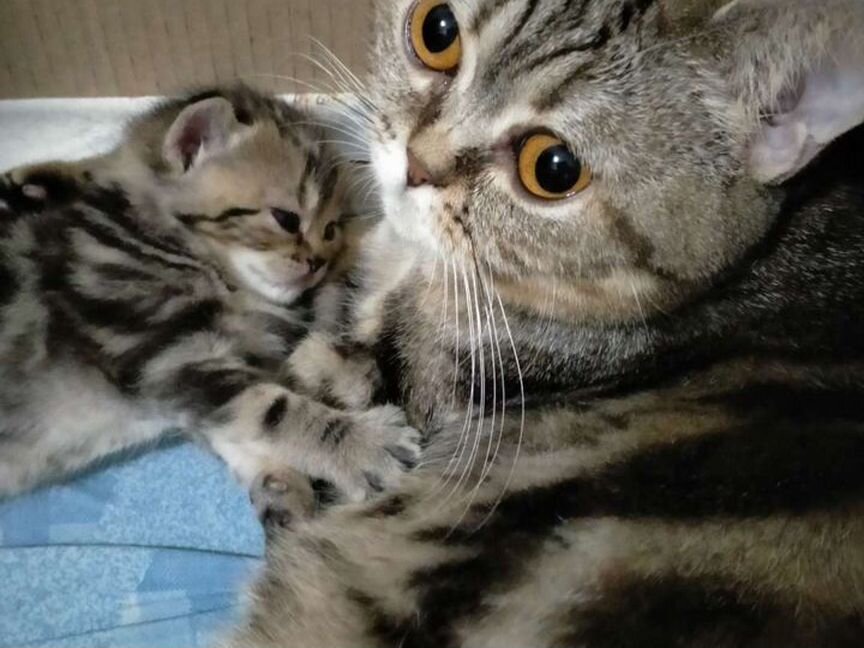 Шотландский котенок (девочка)