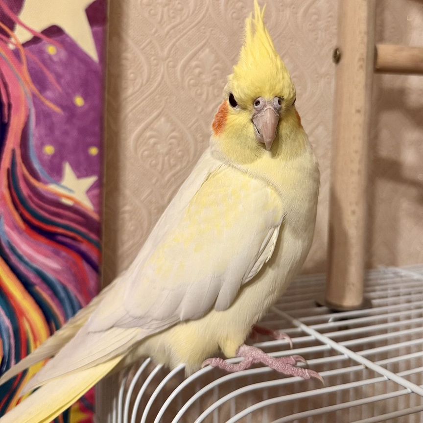 Попугай корелла