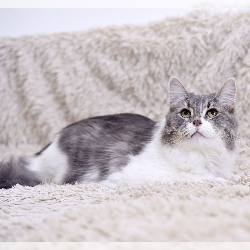 Кошка 4 года