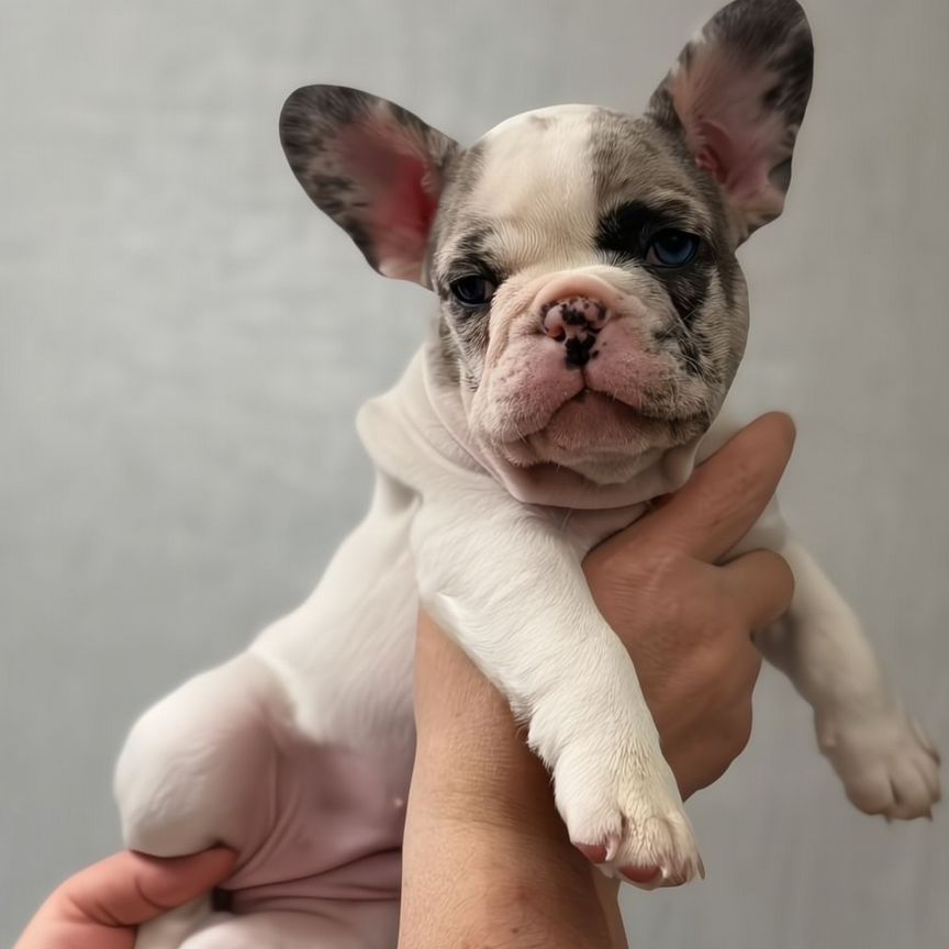 Французский бульдог, щенок