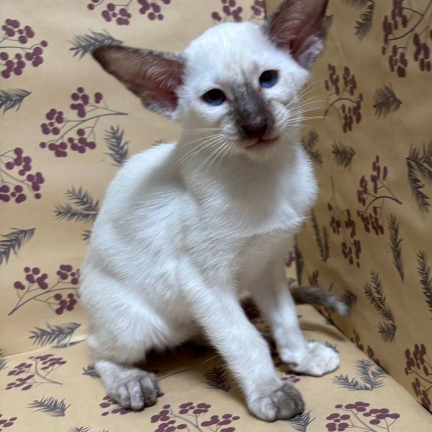 Ориентальный котёнок