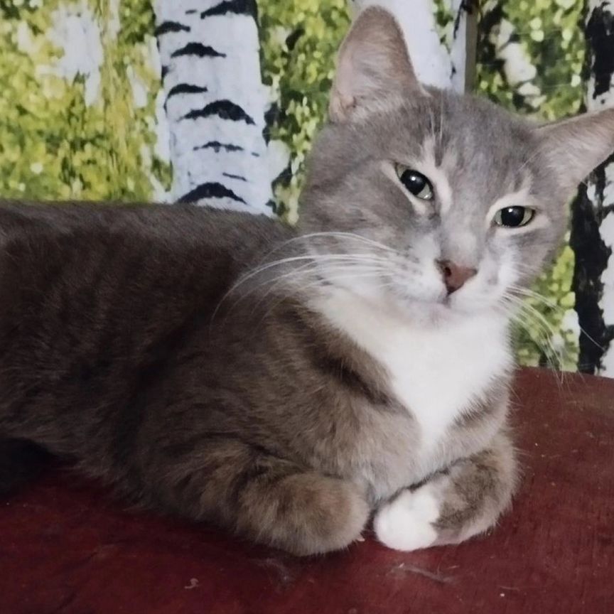 Взрослая, кошка в добрые руки