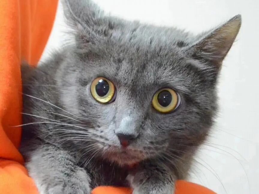 Кошечка год живет в приюте