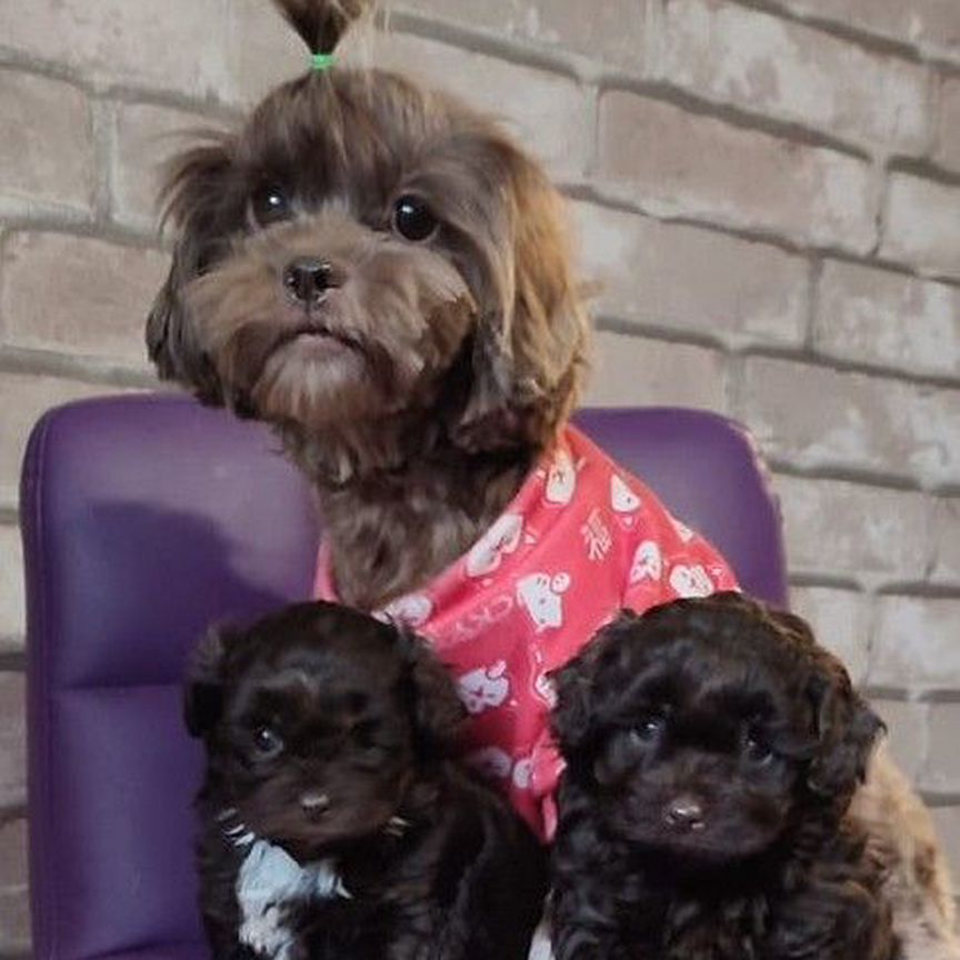 Мальтипу девочки