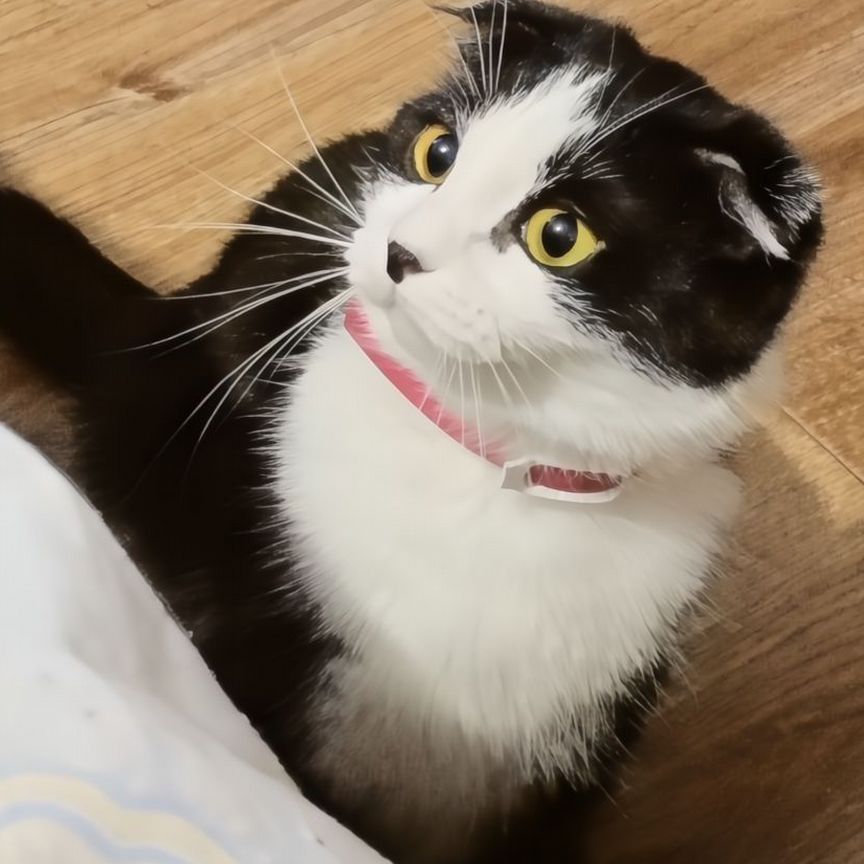 Шотландская вислоухая длинношёрстная, взрослая кошка