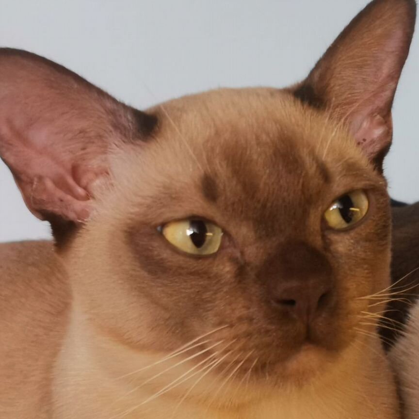 Европейский бурманский котёнок