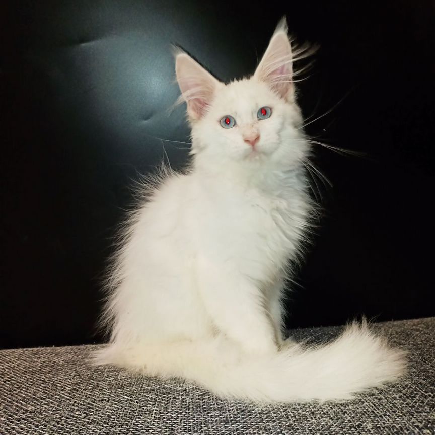 Кошечка голубоглазая