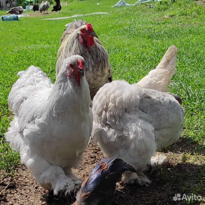 Семьи брама, легорн, несушка доминант