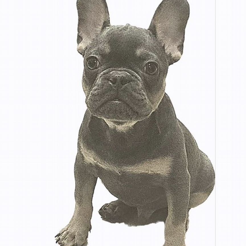 Французский бульдог голубой тан Мальчикша