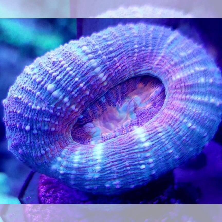 Продам живые кораллы из морского аквариума