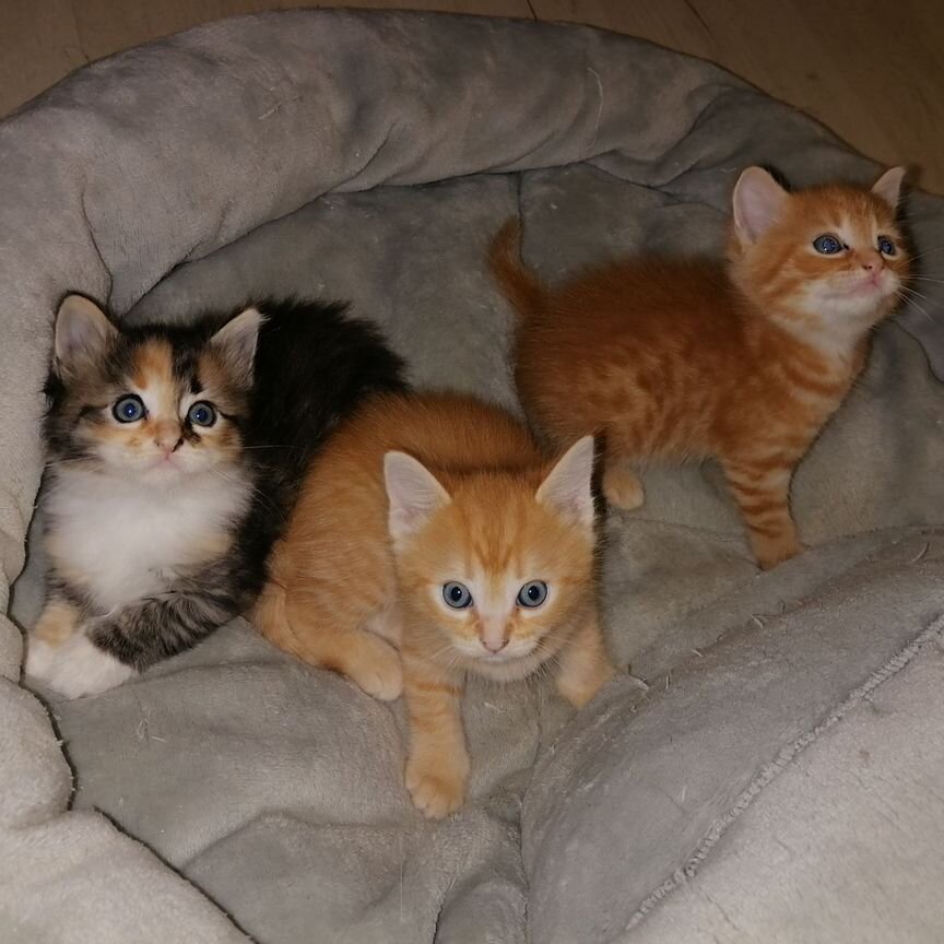 Отдам котят в добрые руки