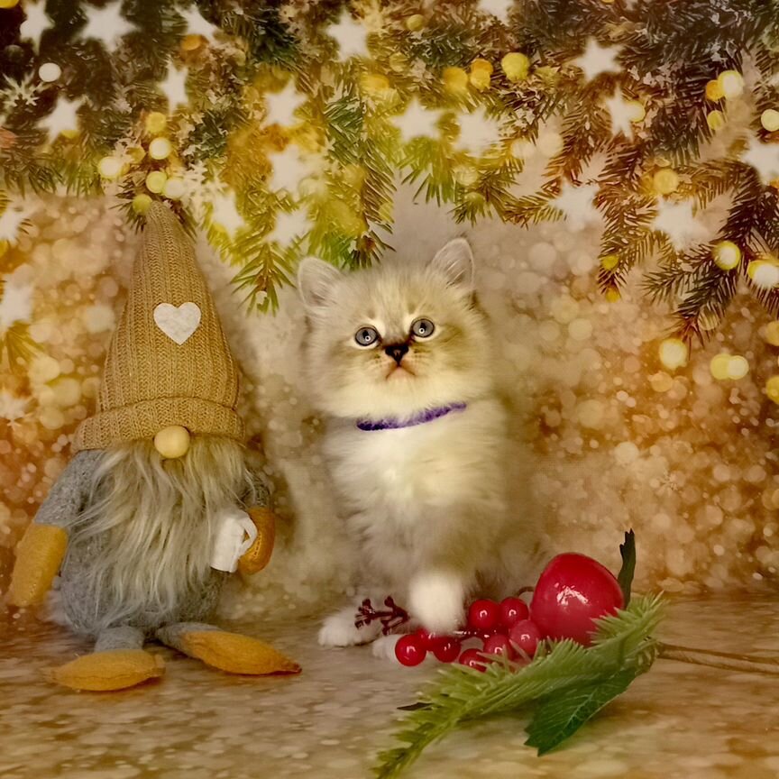 Невский маскарадный котенок