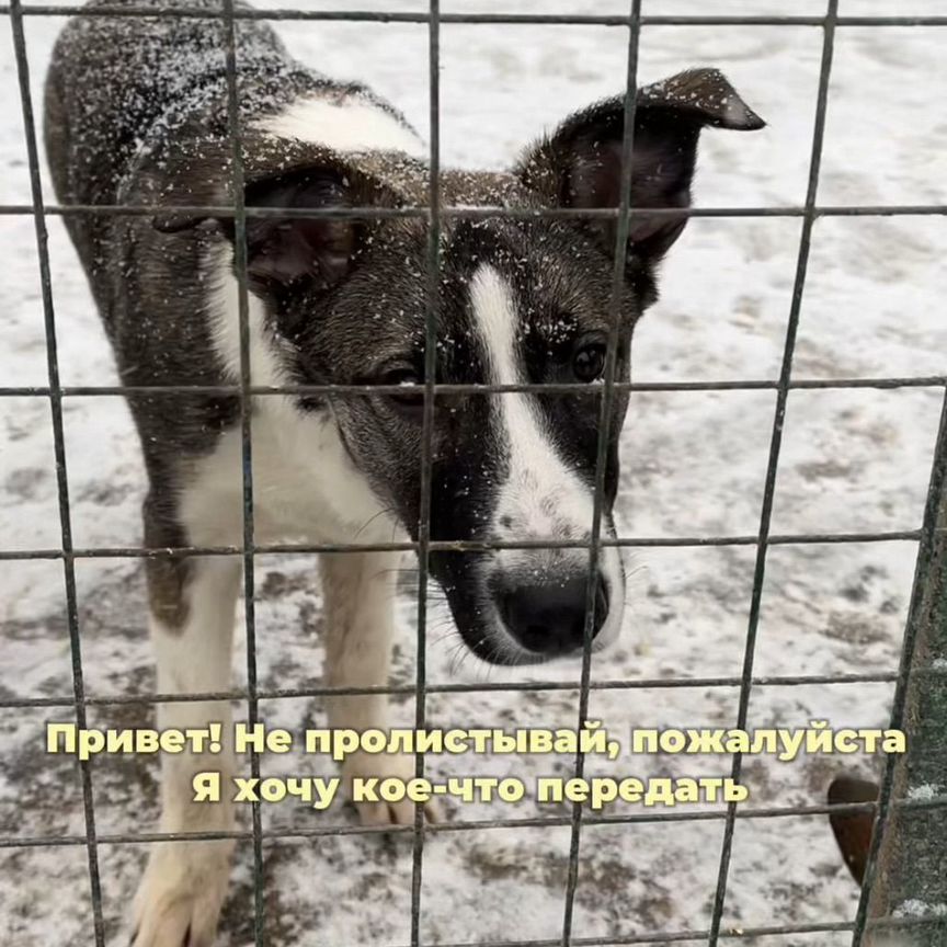Щенок из приюта в добрые руки