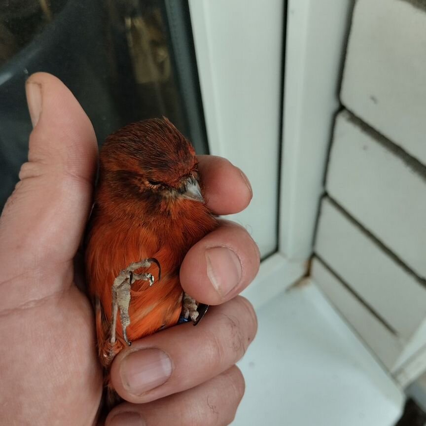 Канарейки черно красные