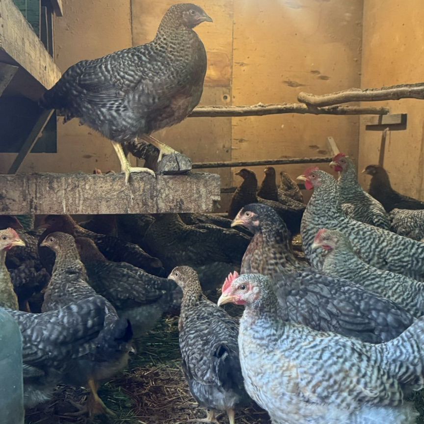 Цыплята Билефельдер 3 месяц и 4 месяца