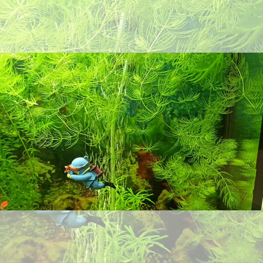 Роголистник, элодея, мох