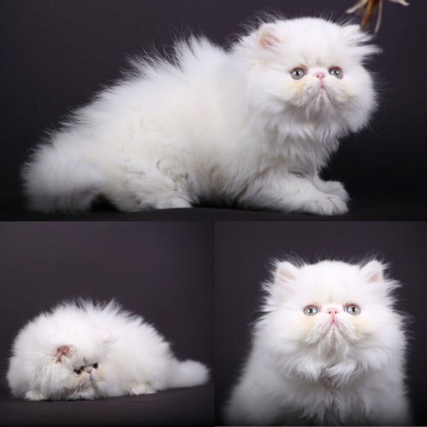 Персидская кошечка
