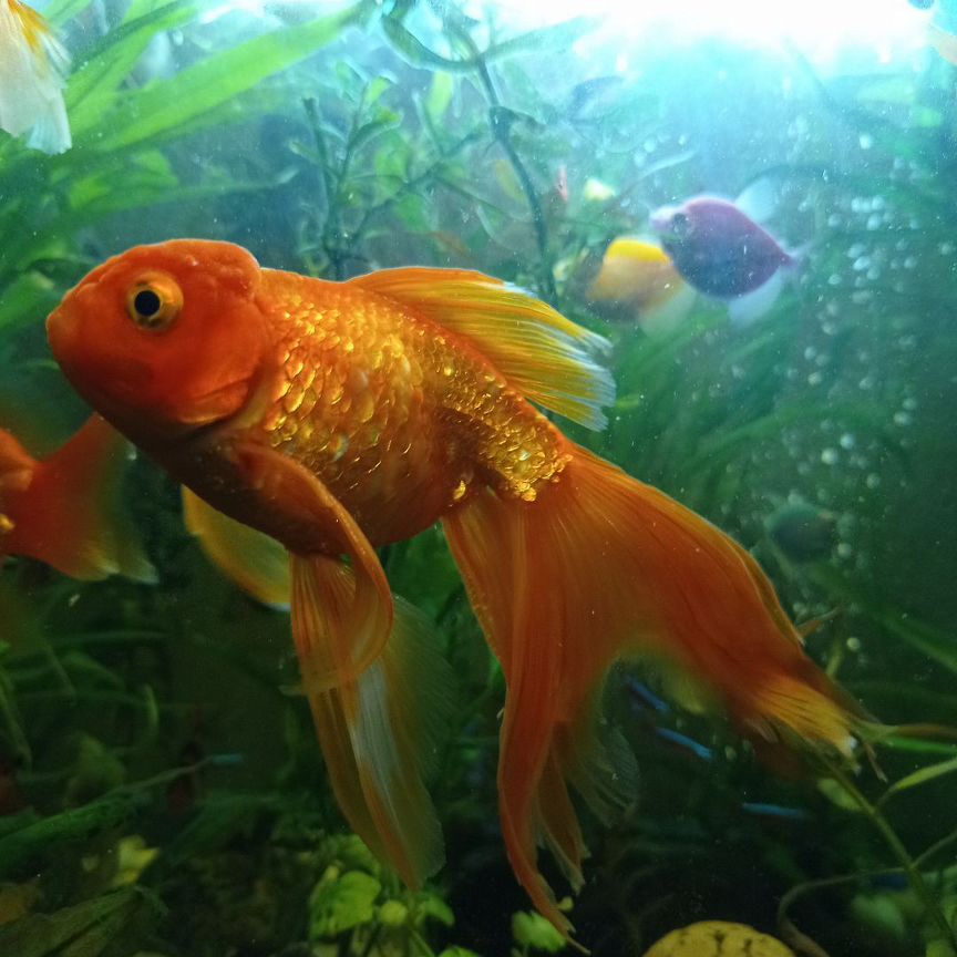 Рыбки комта