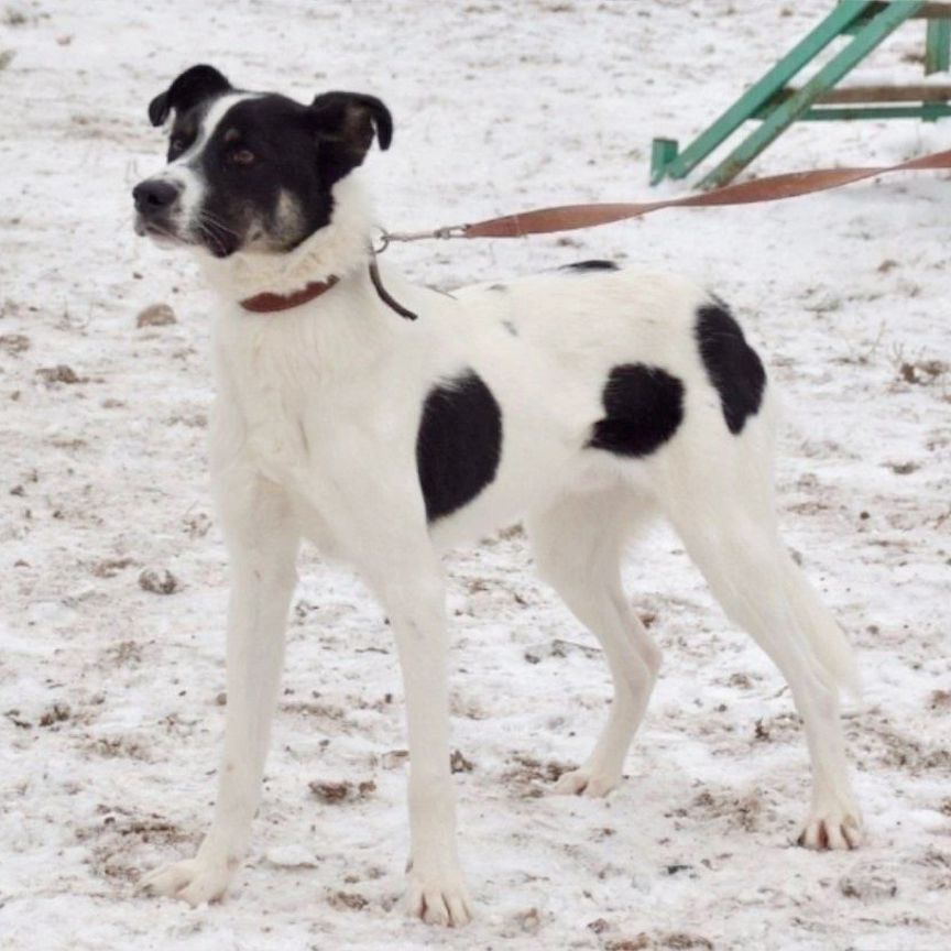 Собака в добрые руки. Джоник