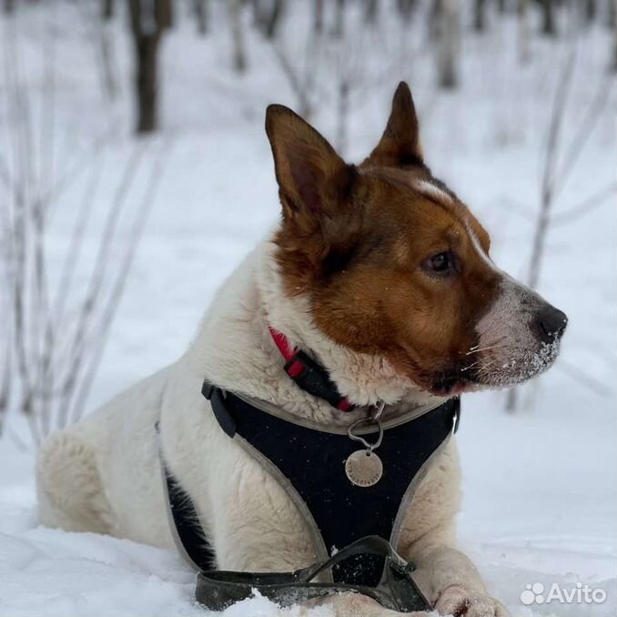 Малышка Милка ждёт тебя в приюте